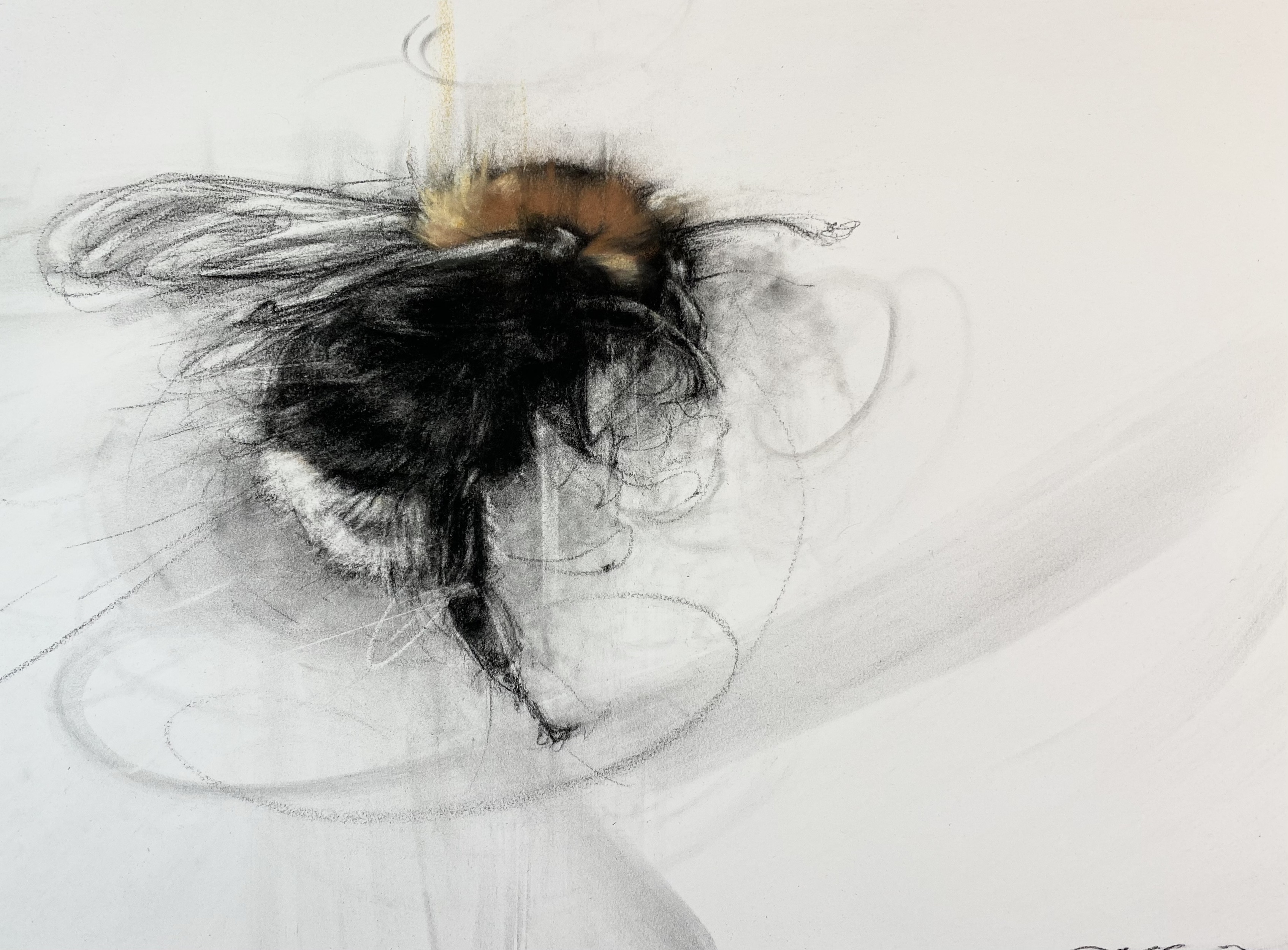 Imogen Gallery : Painters & Print Makers : April Coppini