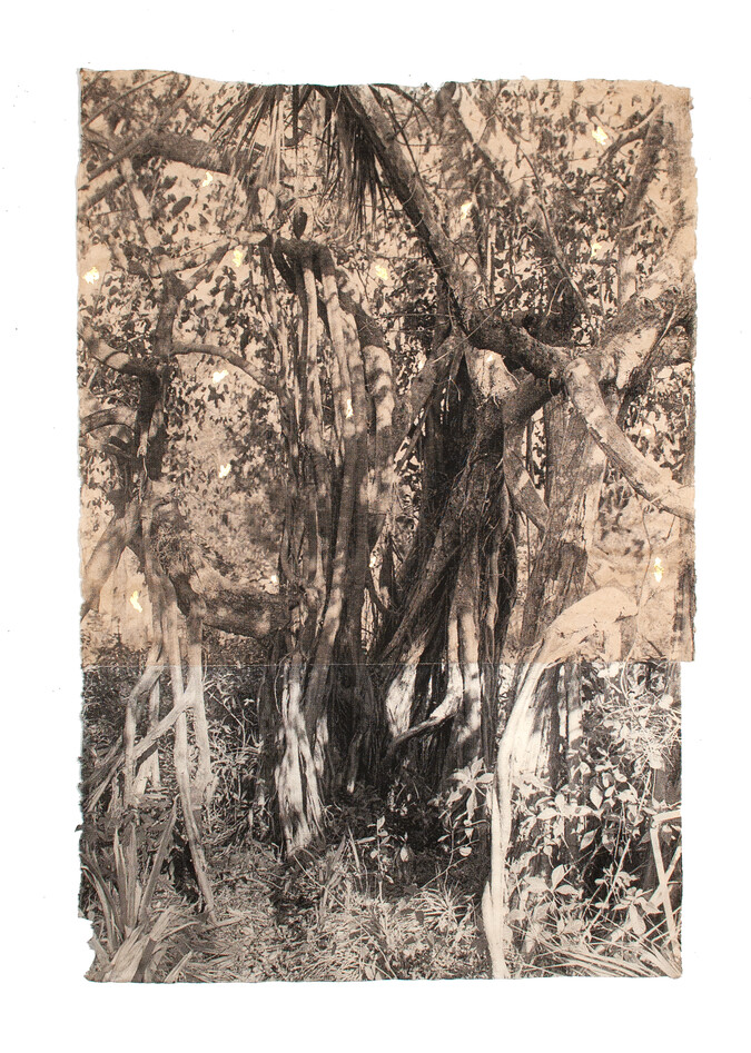 DONNA RUFF : bark paper silkscreens : florida